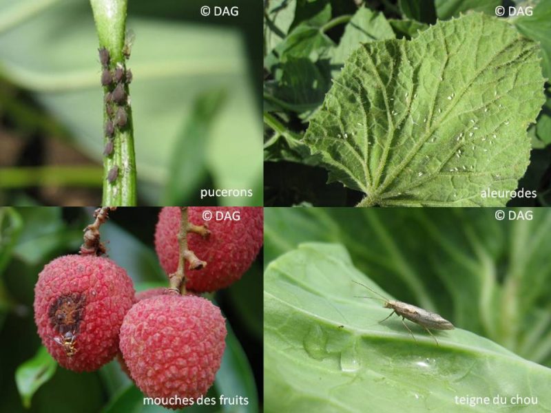 Les insectes des plantes cultivées – DAG
