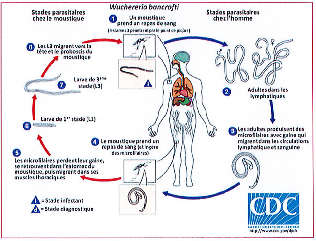 Filariose Lymphatique – Direction de la santé de Polynésie française